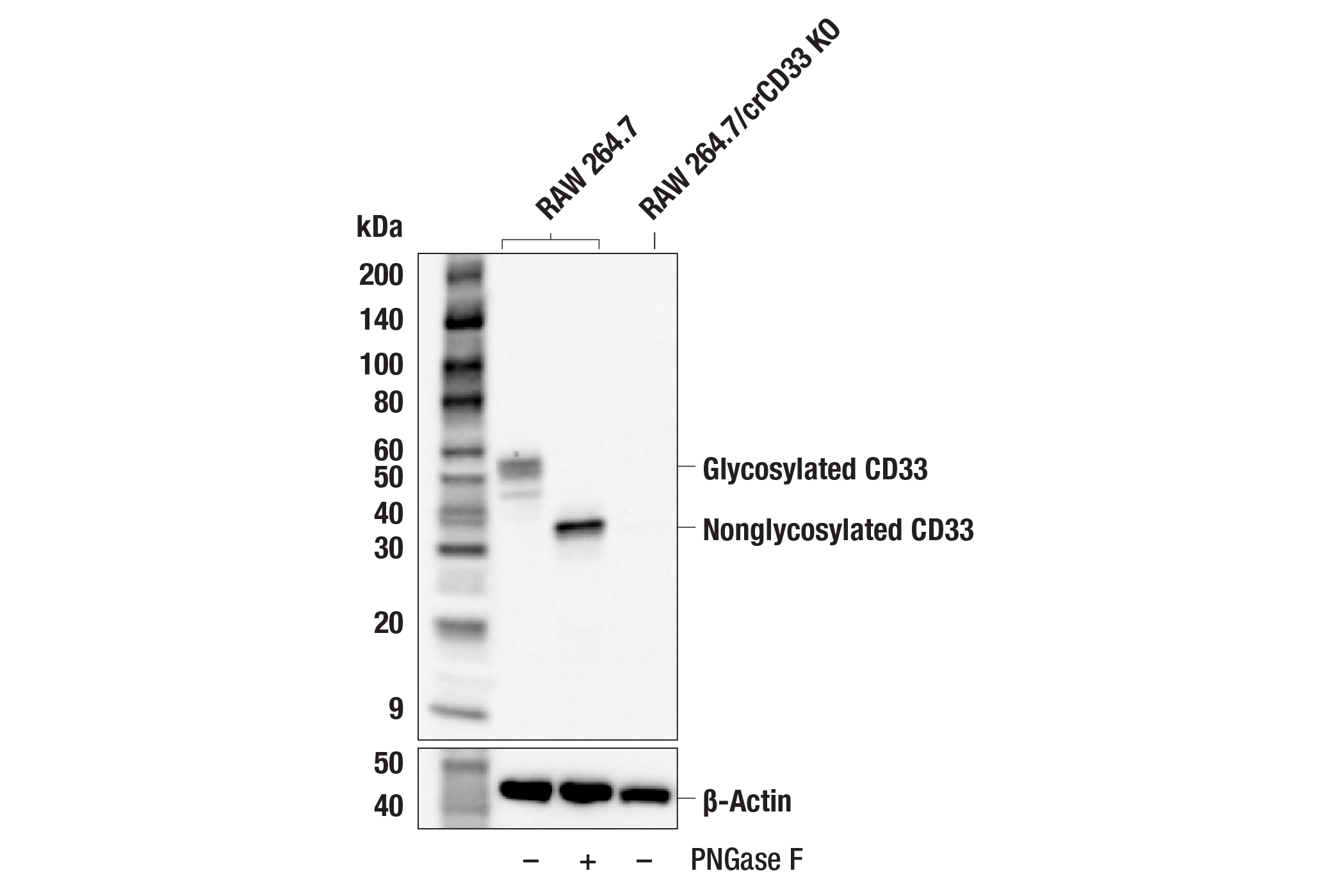 CD33 (F3S8B) Rabbit mAb | Cell Signaling Technology