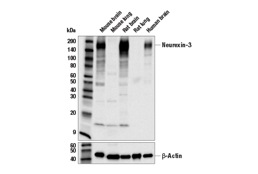 Neurexin-3 Antibody | Cell Signaling Technology